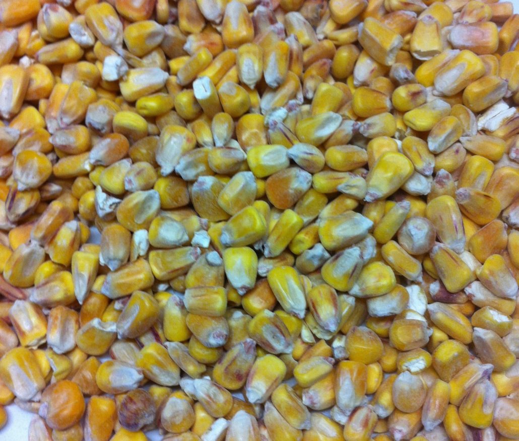 Dried Yellow Maize - Pure Pellet